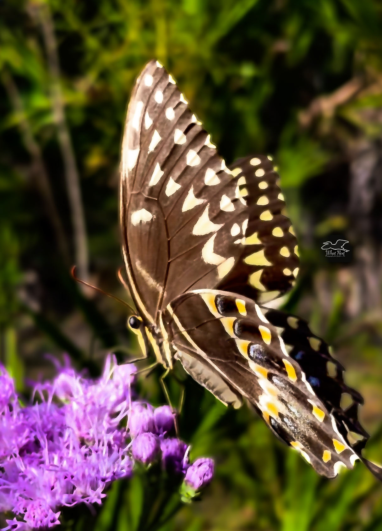 The Beautiful Palamedes Swallowtail Loves Fall Flowers – What Next ...