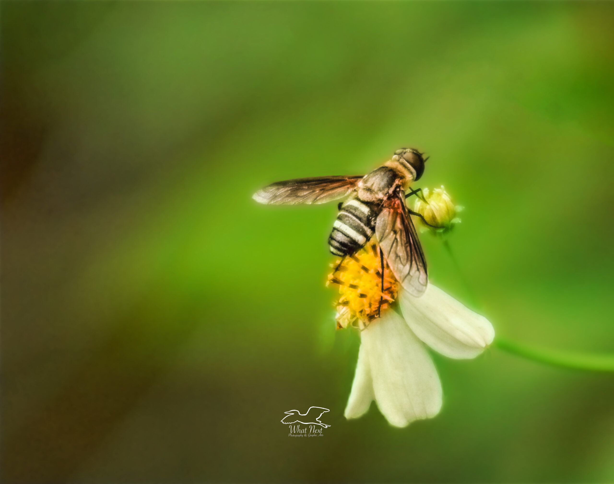Bee Flies are Really Great for Gardens – What Next Photography ...